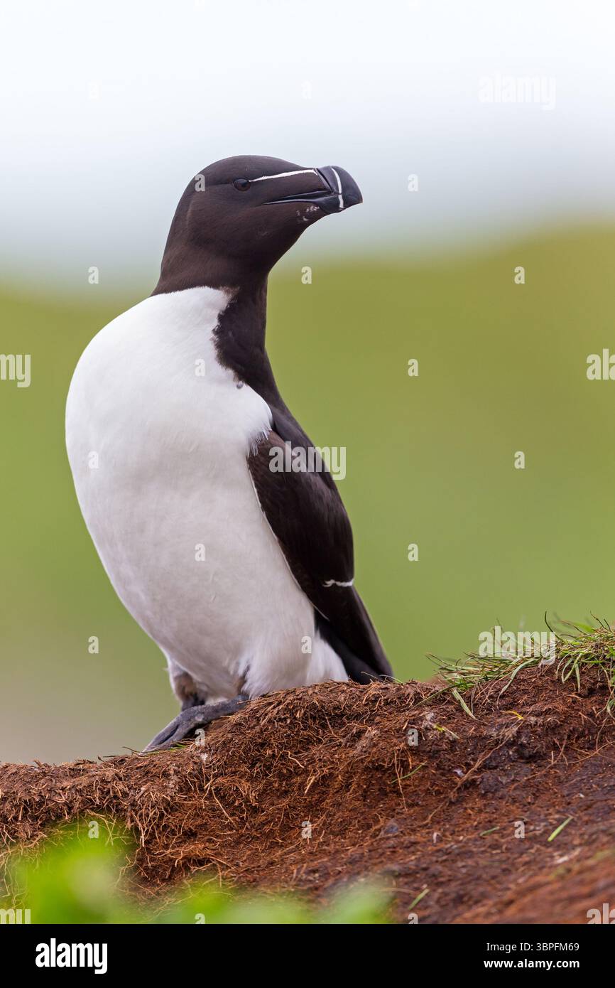 Steht am klippenrand hi-res stock photography and images - Alamy