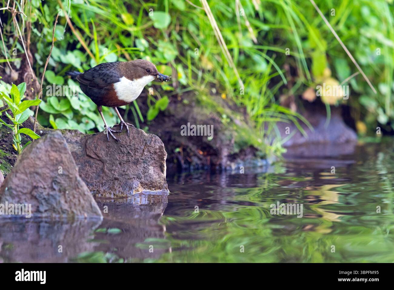 Eurasian Dipper, Cinclus cinclus, animals, birds, biotope, habitat ...