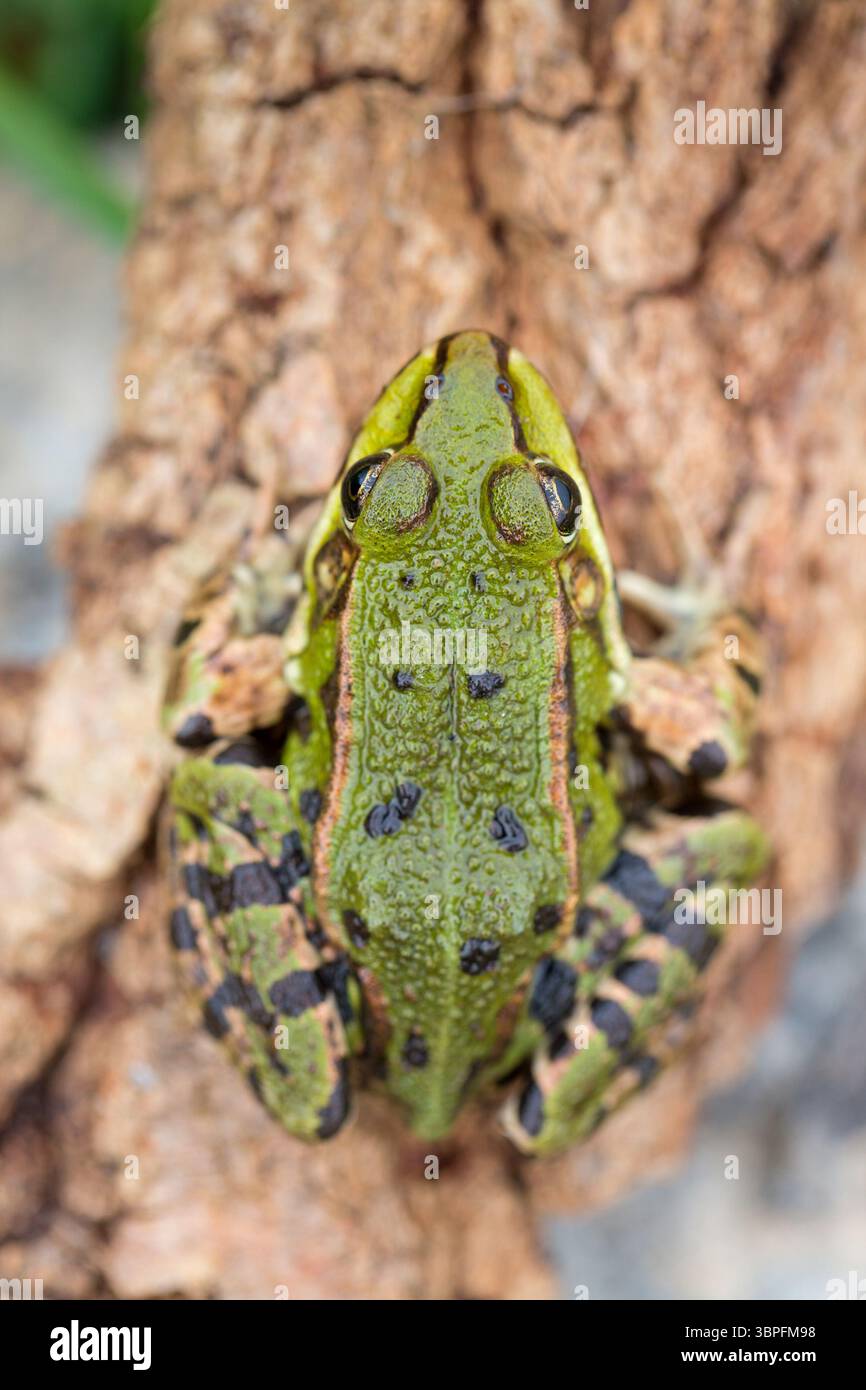 Water frog, Pelophylax spec., green frog, frogs, family of true frogs ...