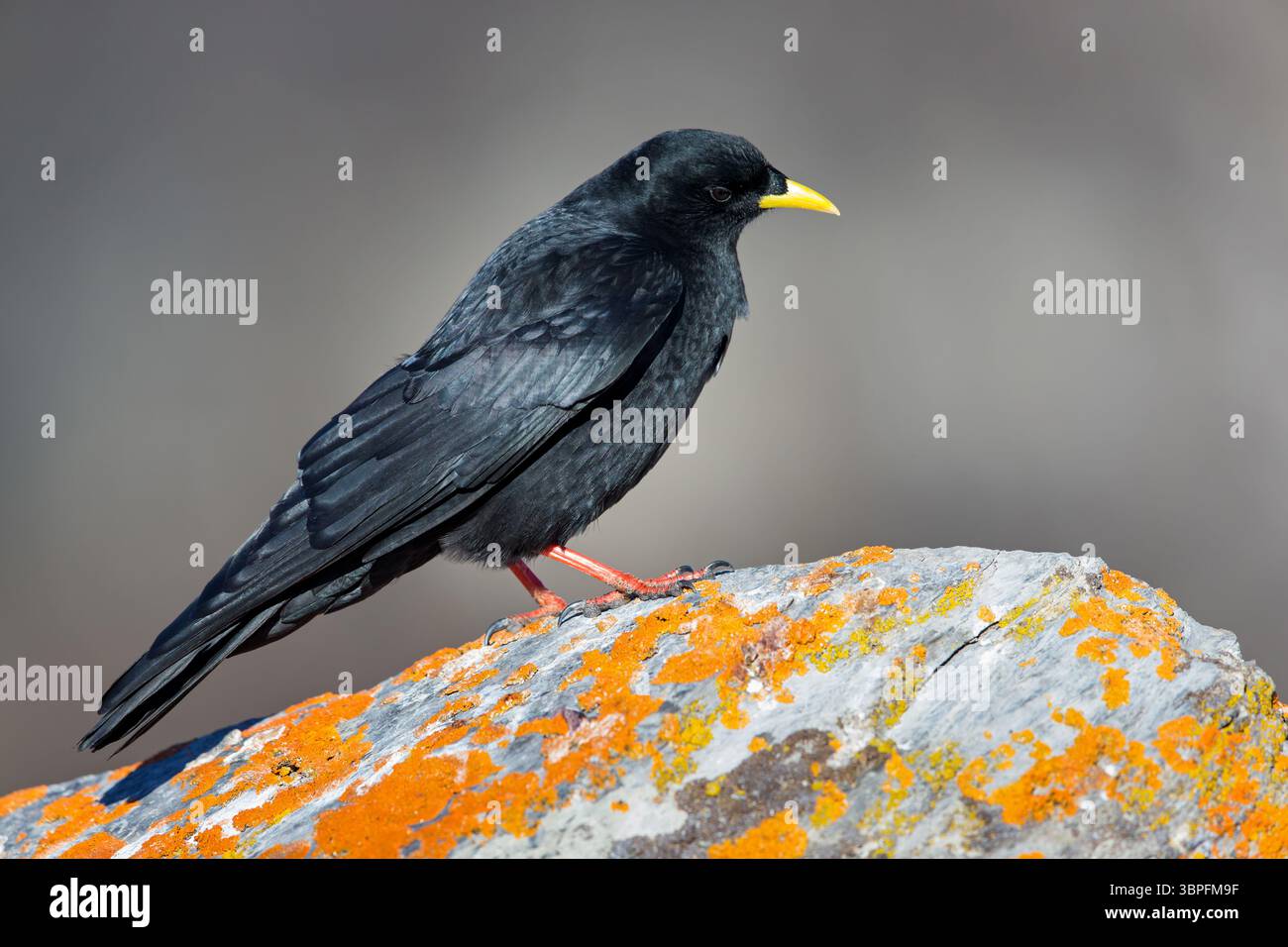 Alpine chough, Pyrrhocorax graculus, animals, birds, ravens, jackdaw ...