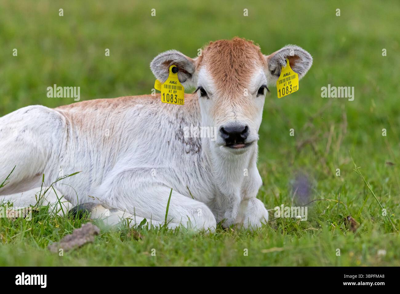 Hungarian Steppe Cattle, Hungarian Grey Cattle, Sturnus vulgaris ...