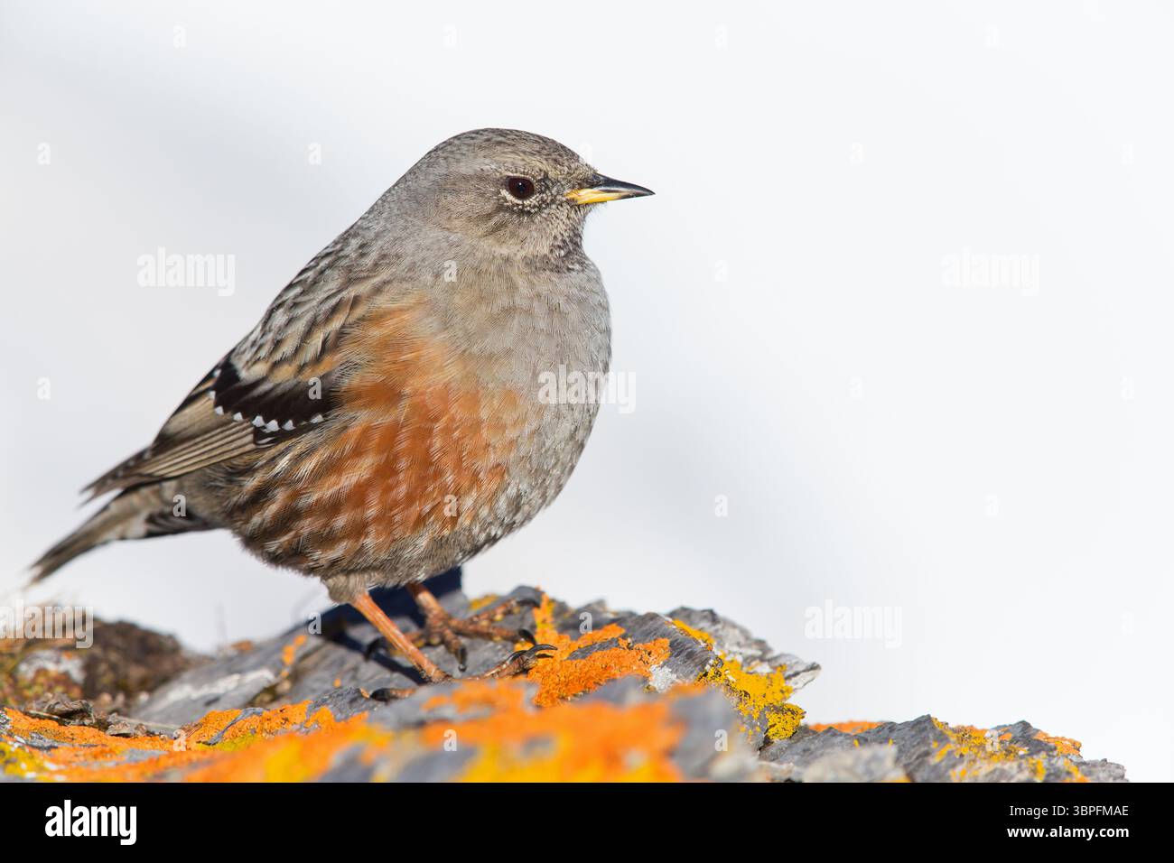 Alpine Accentor, Prunella collaris, animals, birds, family of the ...