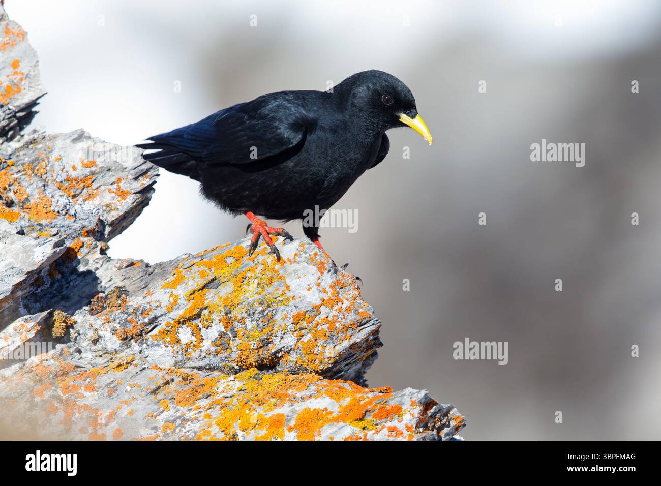 Alpine chough, Pyrrhocorax graculus, animals, birds, ravens, jackdaw ...