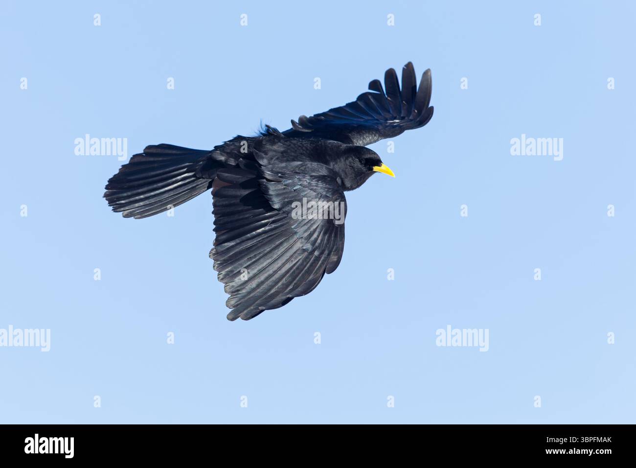 Alpine chough, Pyrrhocorax graculus, animals, birds, ravens, jackdaw ...