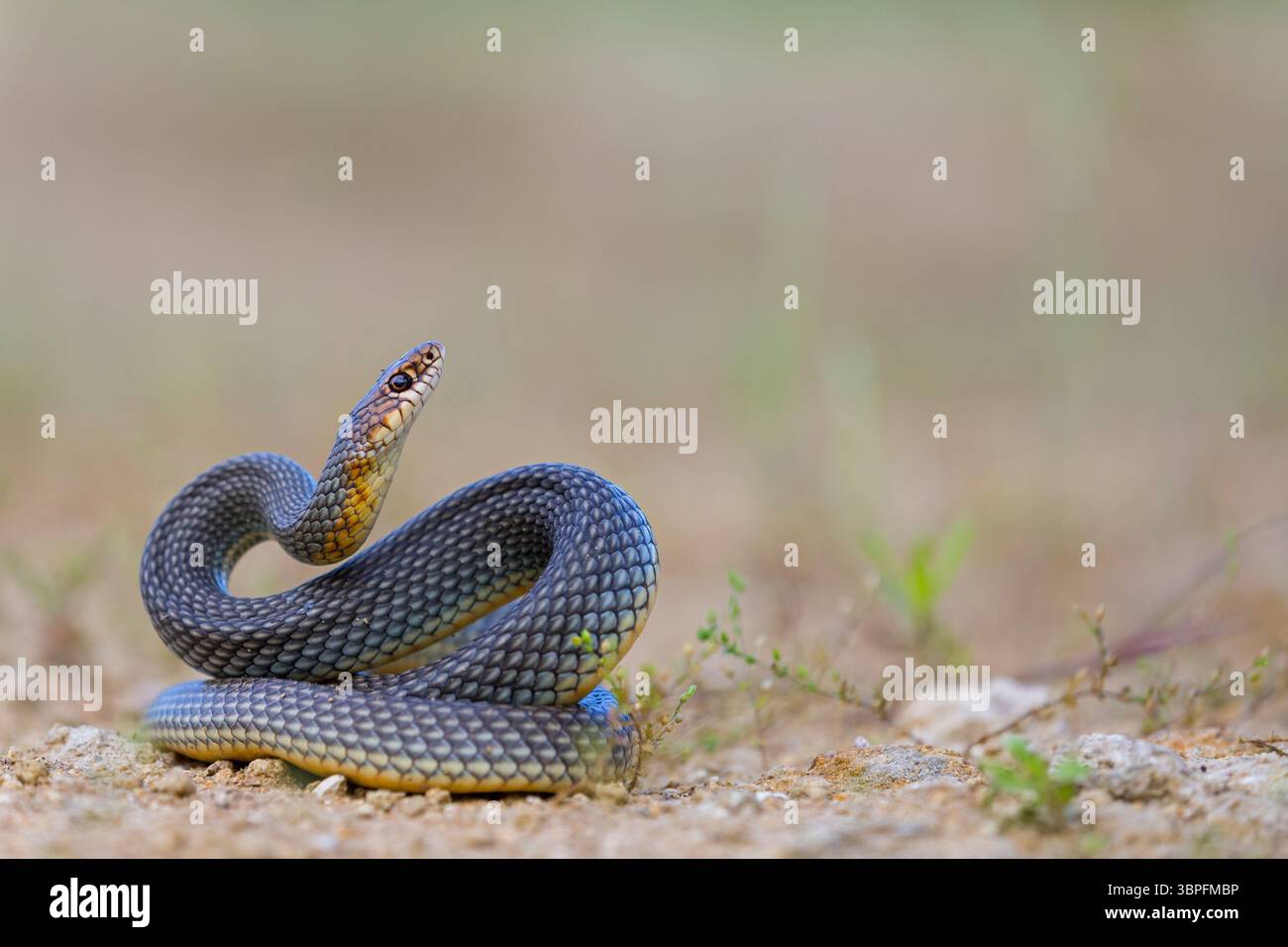 Balkan Spring Snake, Dolichophis caspius, Hierophis caspius, Caspian ...
