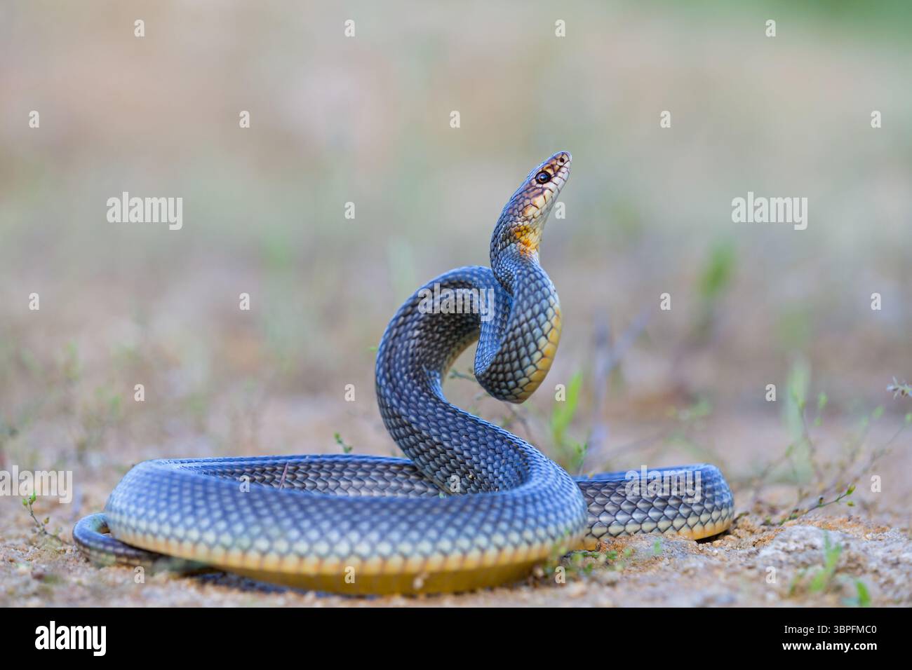 Balkan Spring Snake, Dolichophis caspius, Hierophis caspius, Caspian ...