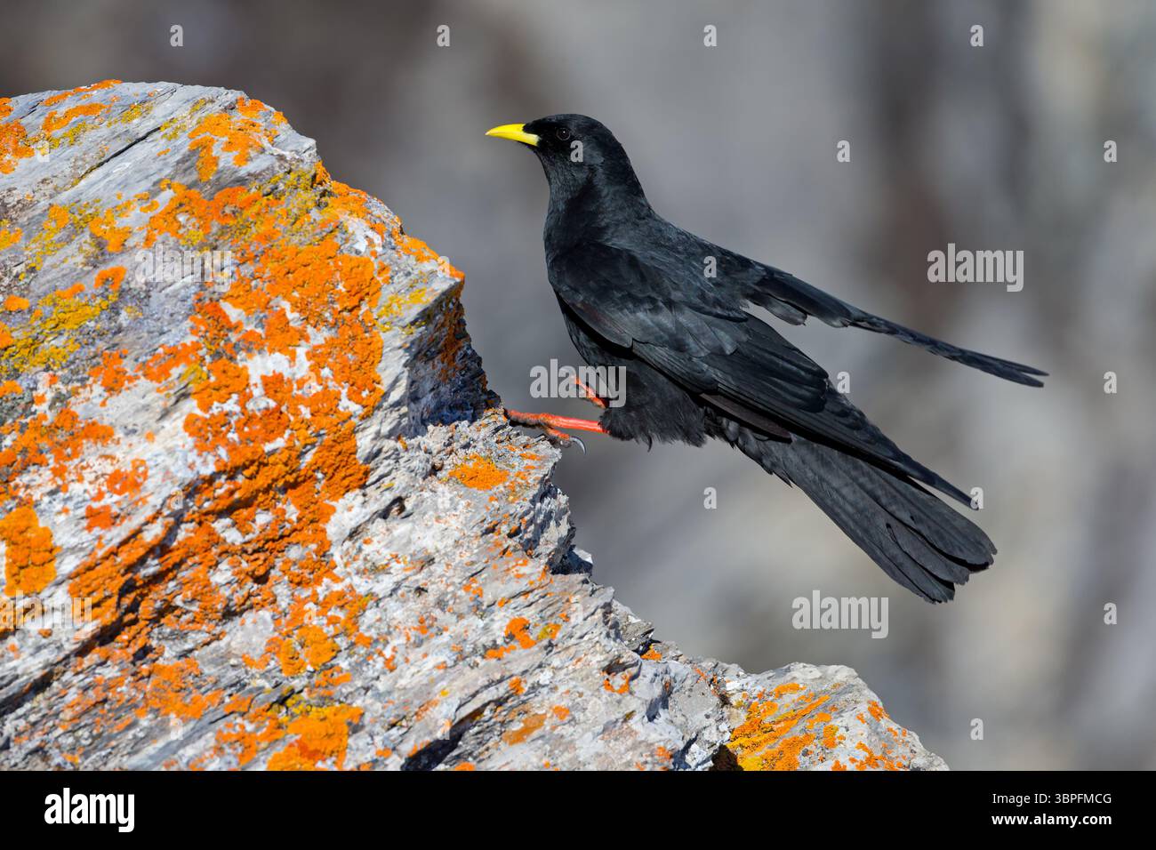 Alpine chough, Pyrrhocorax graculus, animals, birds, ravens, jackdaw ...