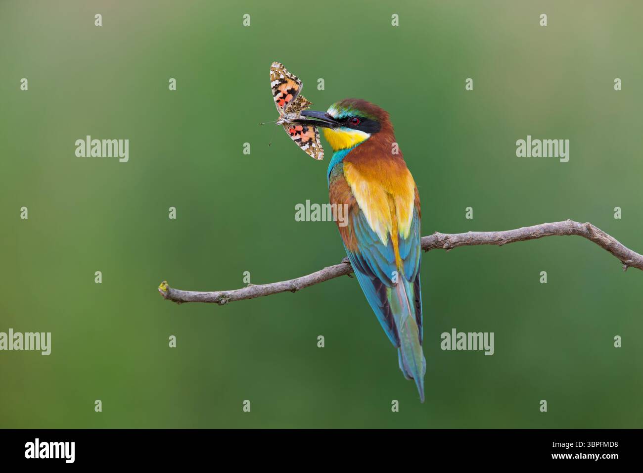 Bee-eater, Merops apiaster, animals, birds, family of rollers, perch ...