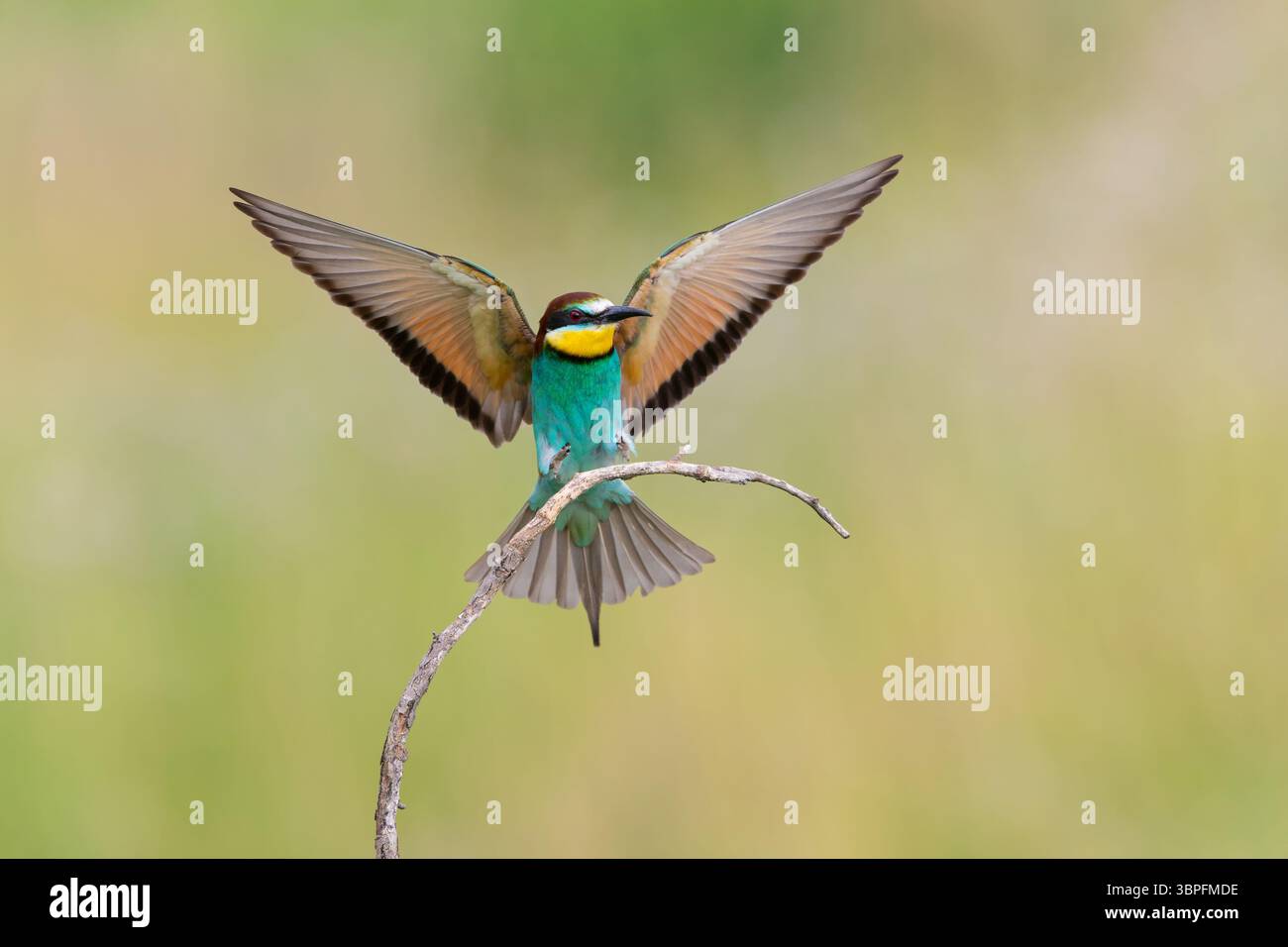 Bee-eater, Merops apiaster, animals, birds, family of rollers, perch ...