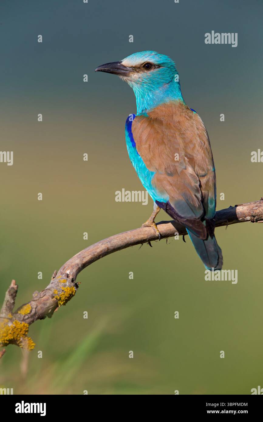 European Roller, Almond Crow, Coracias garrulus, animals, birds ...