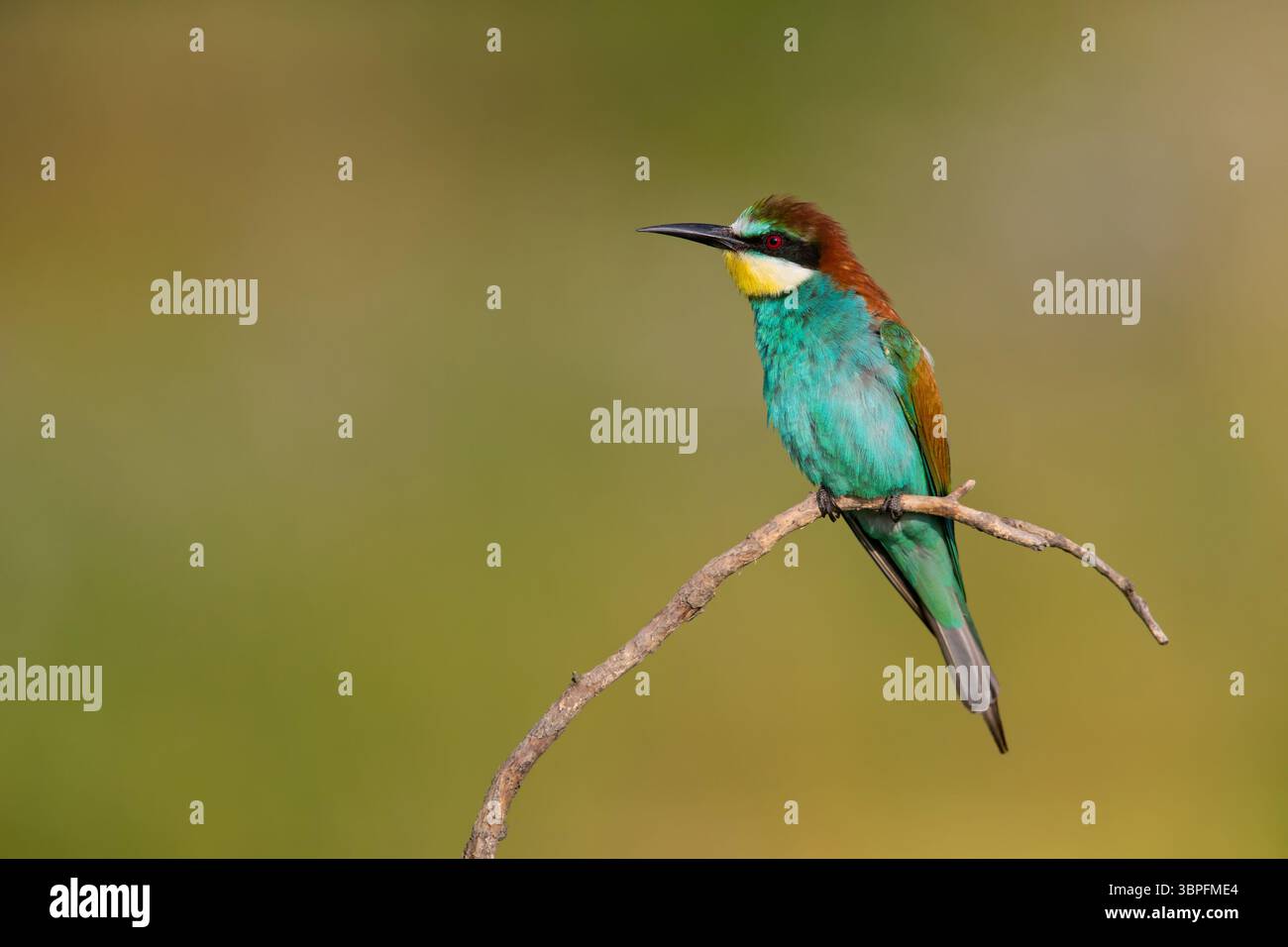 Bee-eater, Merops apiaster, animals, birds, family of rollers, perch ...