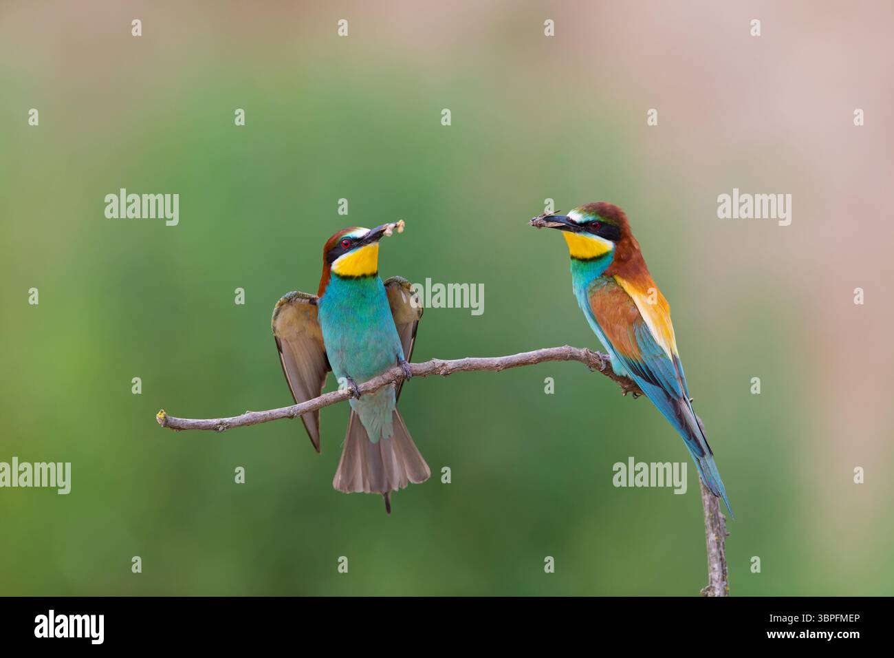 Bee-eater, Merops apiaster, animals, birds, family of rollers, perching ...