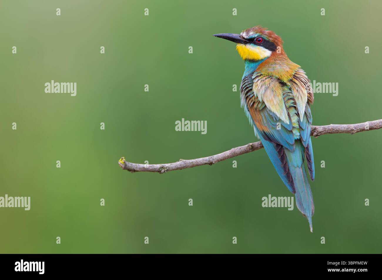 Bee-eater, Merops apiaster, animals, birds, family of rollers, perch ...