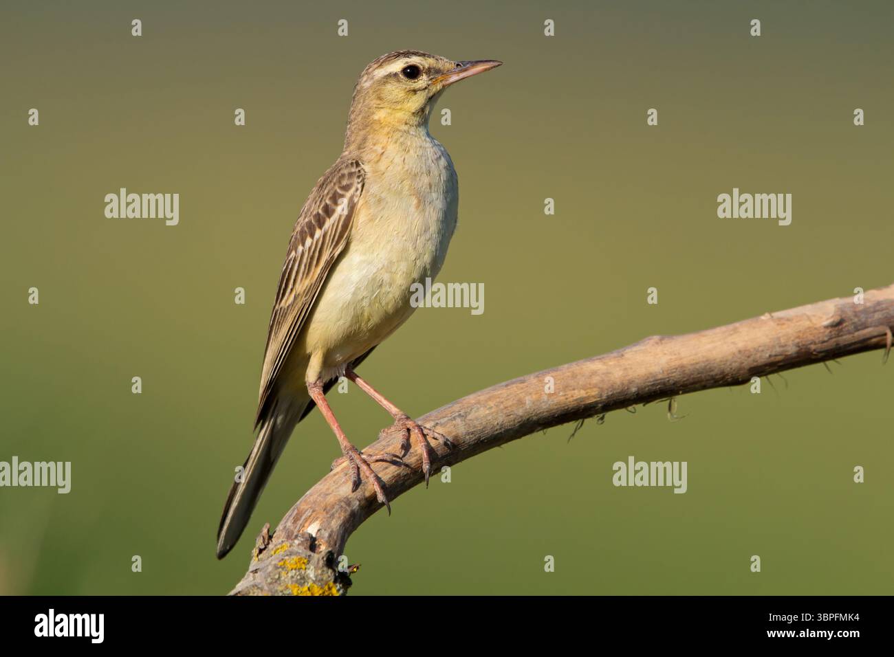 Tawny Pipit, animals, birds, Anthus campestris, perch, family of stilts ...