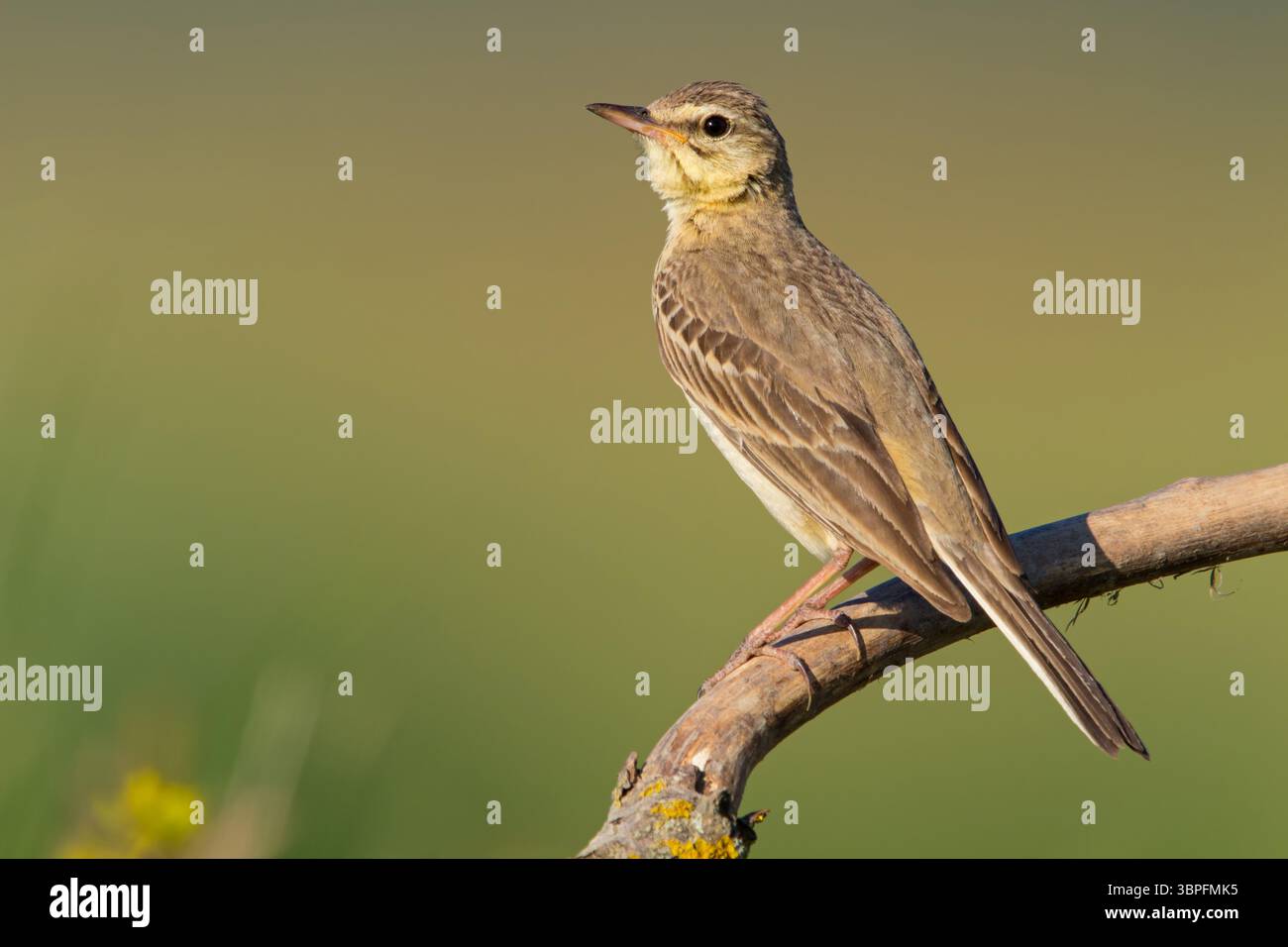 Tawny Pipit, animals, birds, Anthus campestris, perch, family of stilts ...