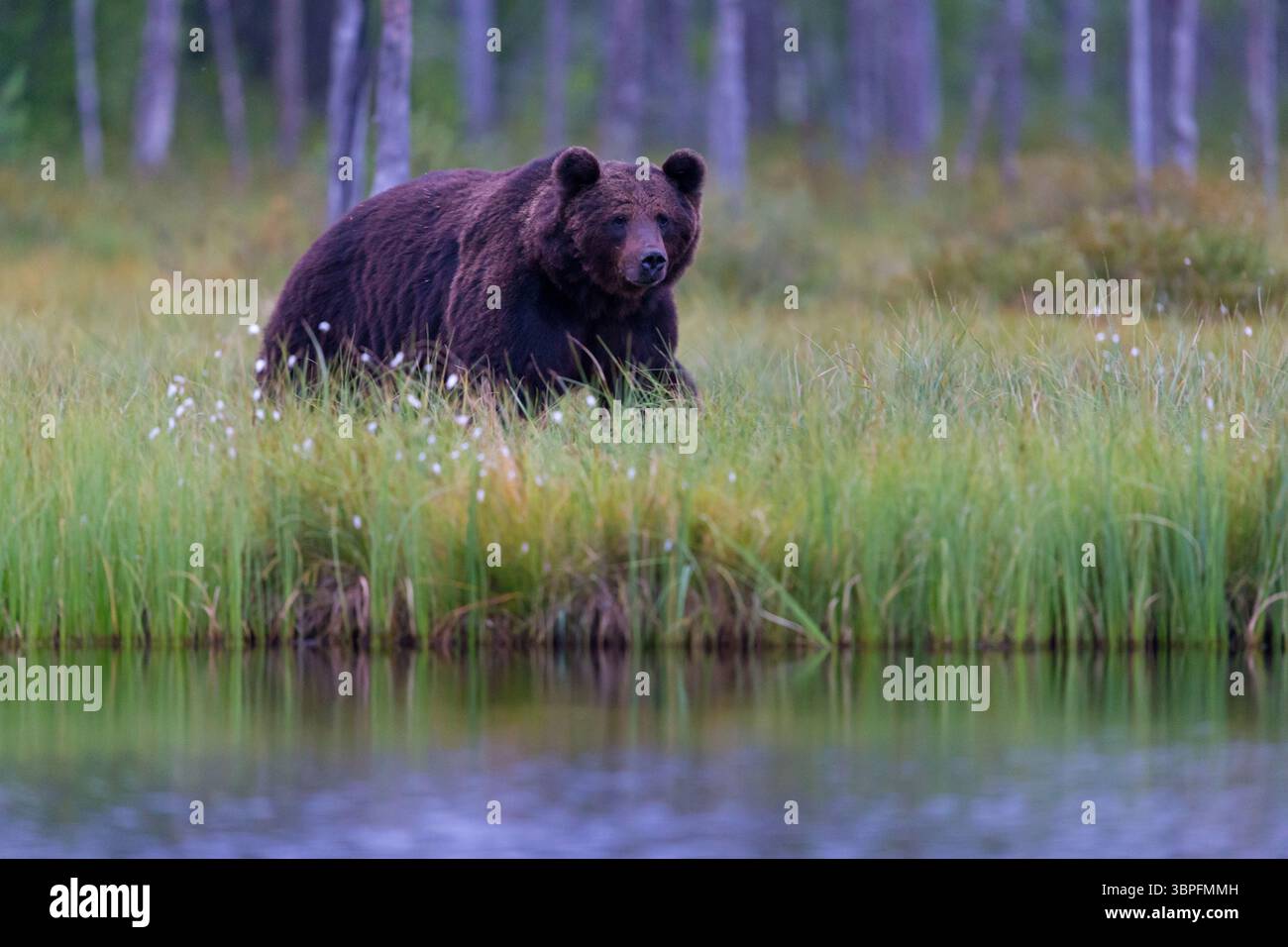 European brown bear, animals, mammals, Ursus arctos arctos, forest ...