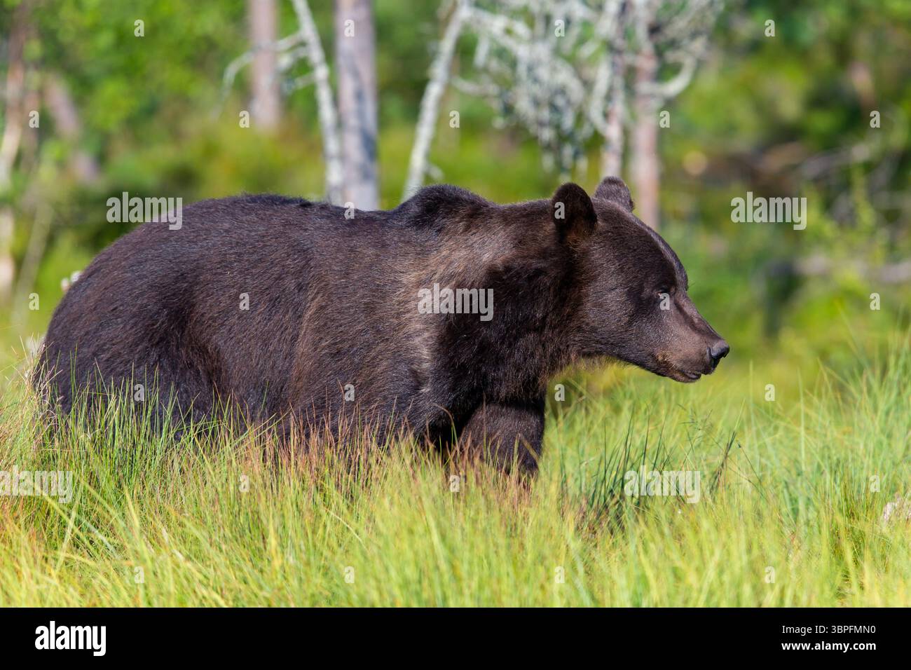 European brown bear, animals, mammals, Ursus arctos arctos, forest ...