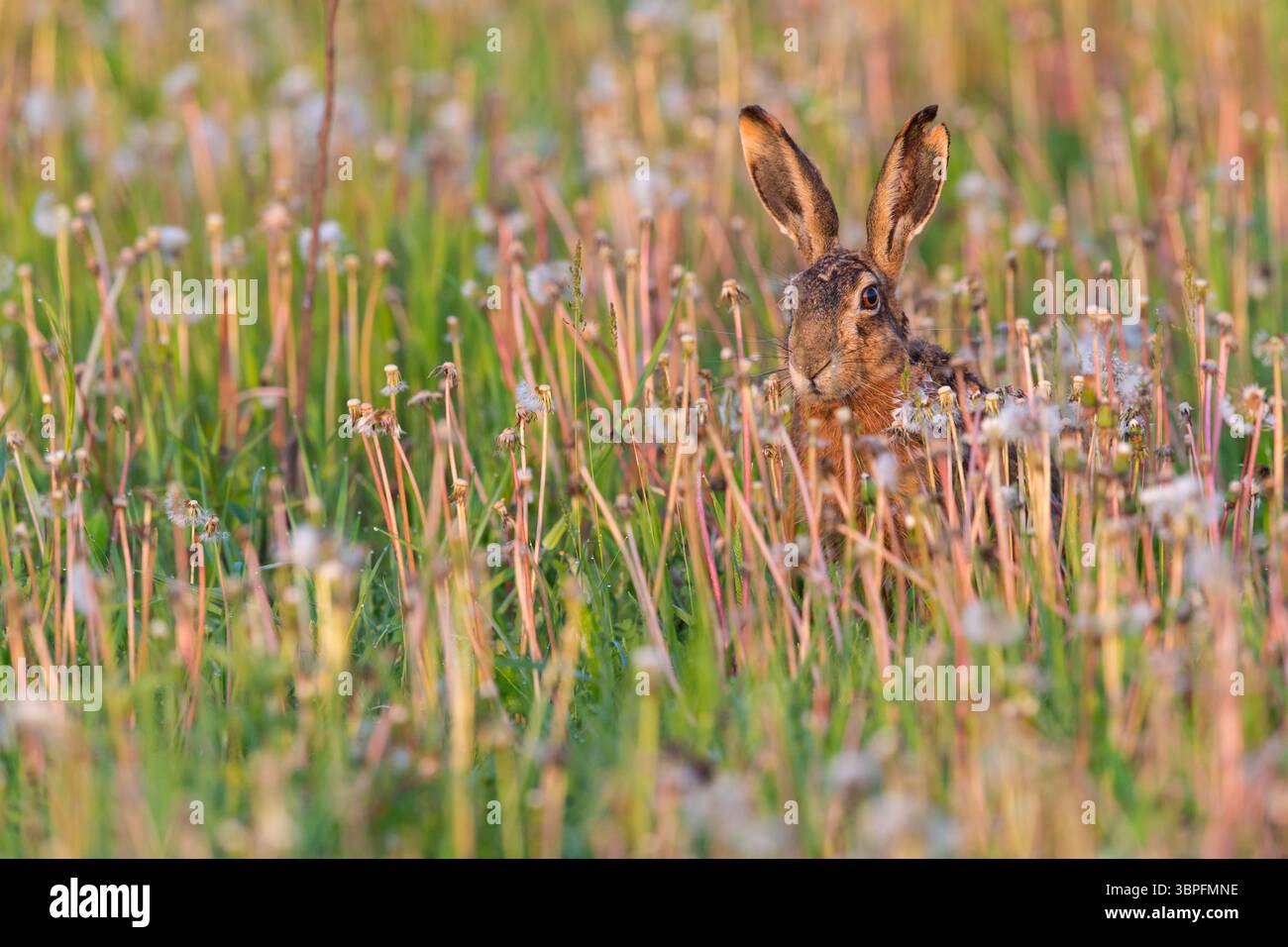 European hare, Lepus europaeus, animals, mammals, hare, hare family ...