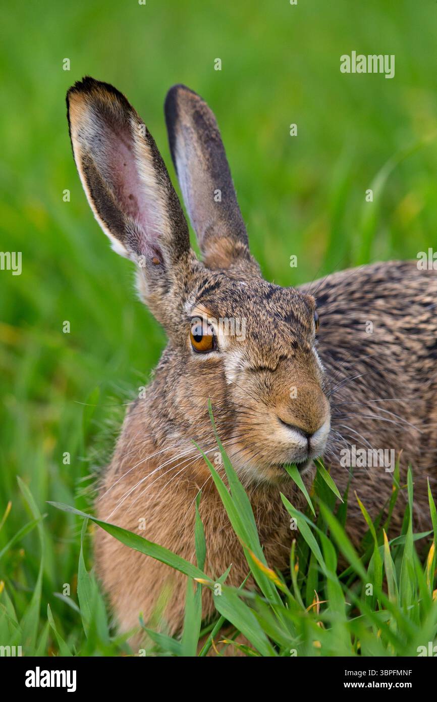 European hare, Lepus europaeus, animals, mammals, hare, hare family ...