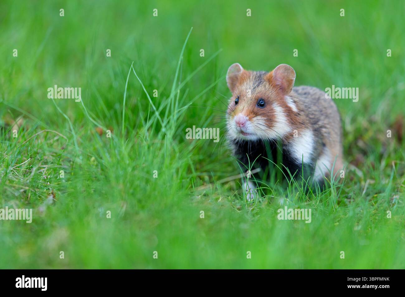 European hamster, Cricetus cricetus, animals, mammals, hamster, rodent ...