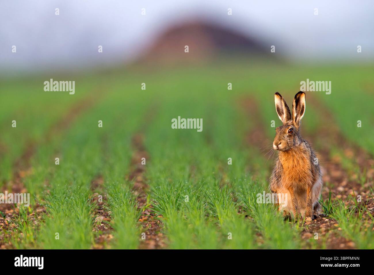 European hare, Lepus europaeus, animals, mammals, hare, hare family ...