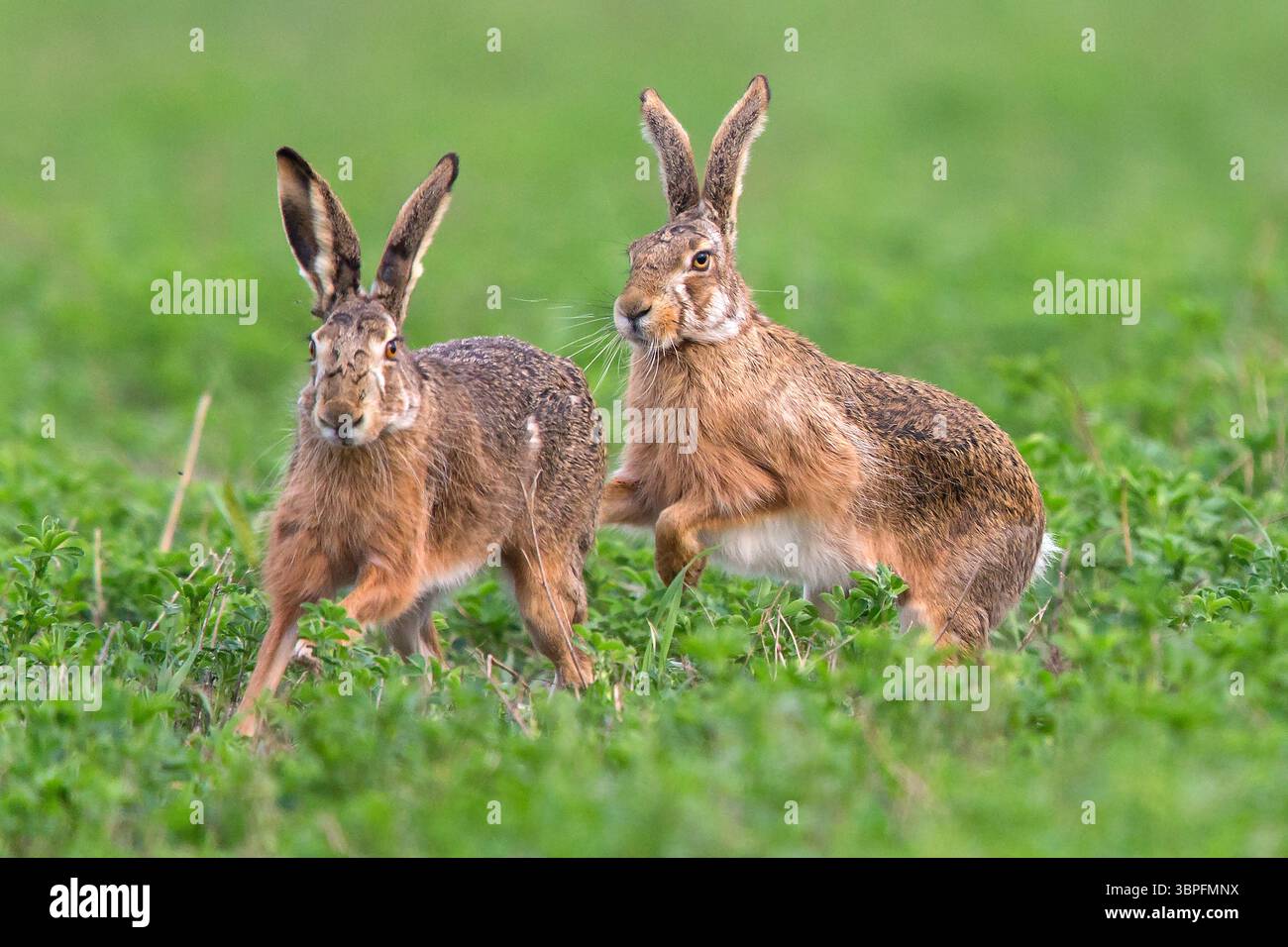 European hare, Lepus europaeus, animals, mammals, hare, hare family ...
