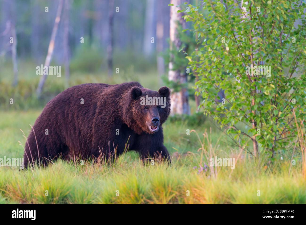 European brown bear, animals, mammals, Ursus arctos arctos, forest ...
