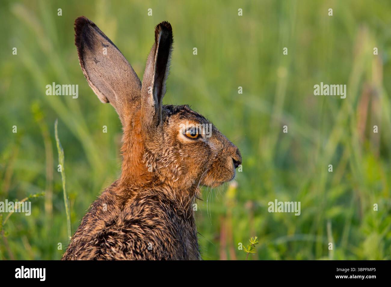 European hare, Lepus europaeus, animals, mammals, hare, hare family, field, two Stock Photo - Alamy
