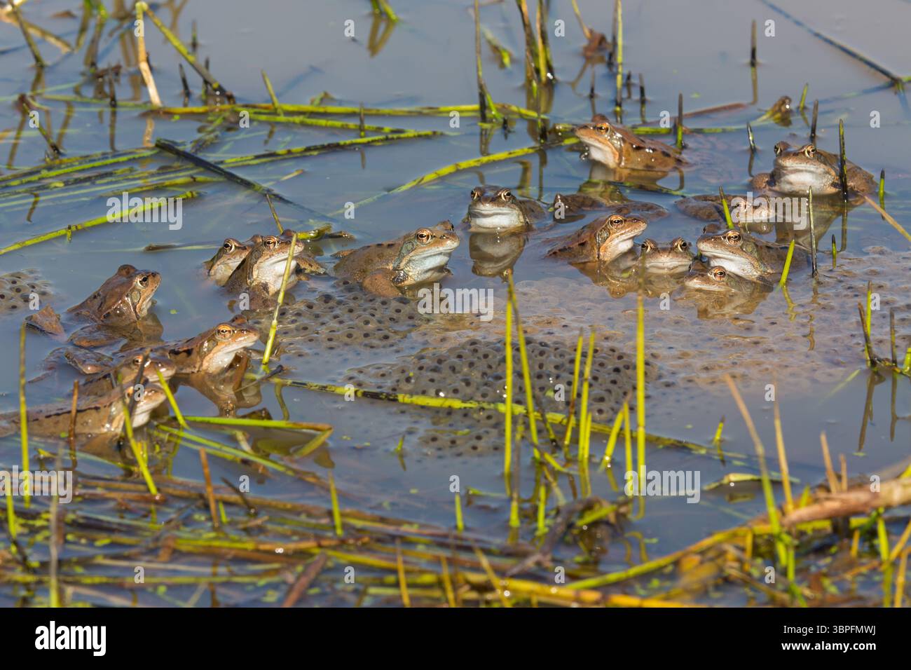 Common frog, Rana temporaria, common frogs, group, pond, spawning, several Stock Photo - Alamy