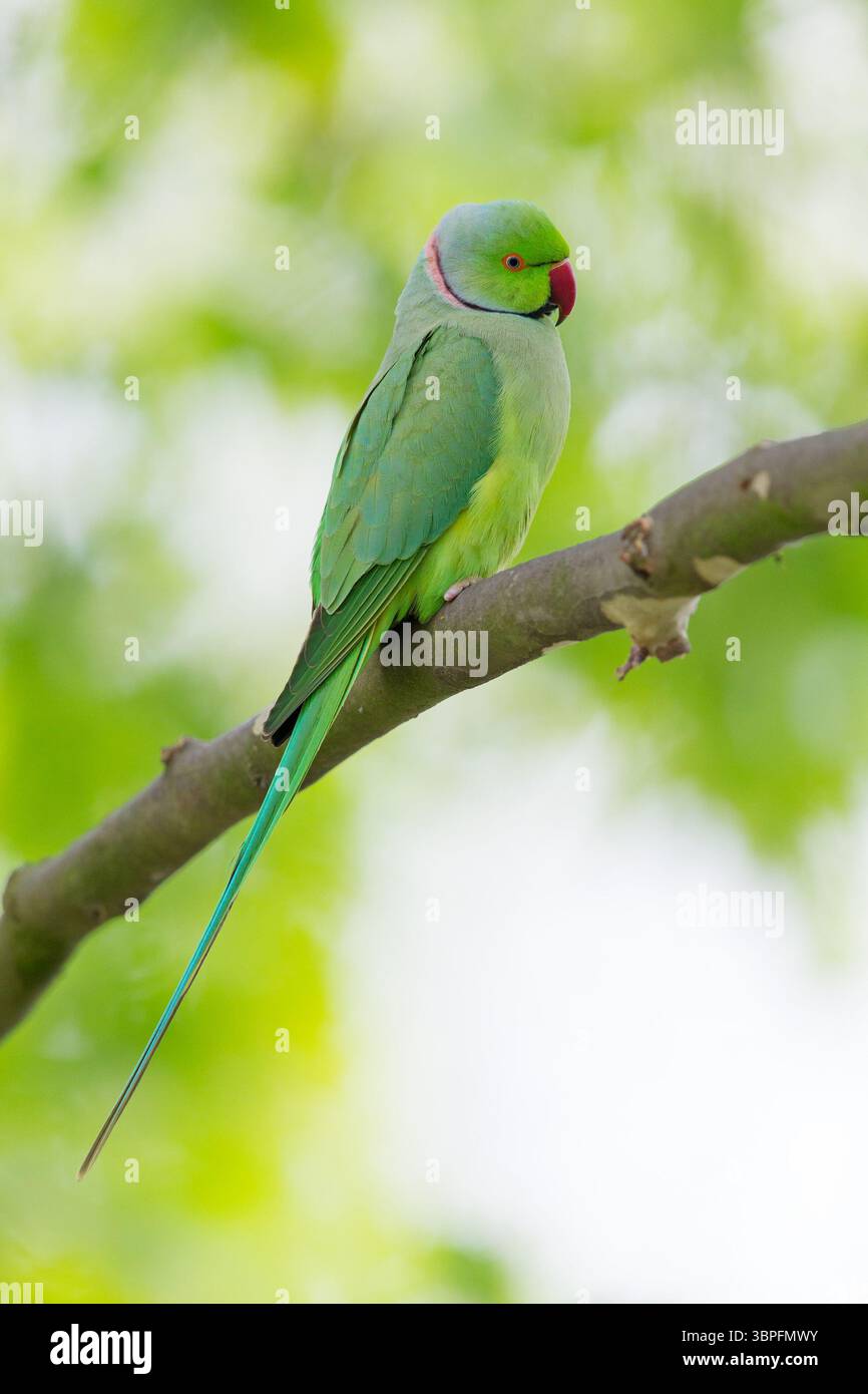 Ring-necked Parakeet, Lesser Alexandrine Parakeet, Psittacula krameri ...