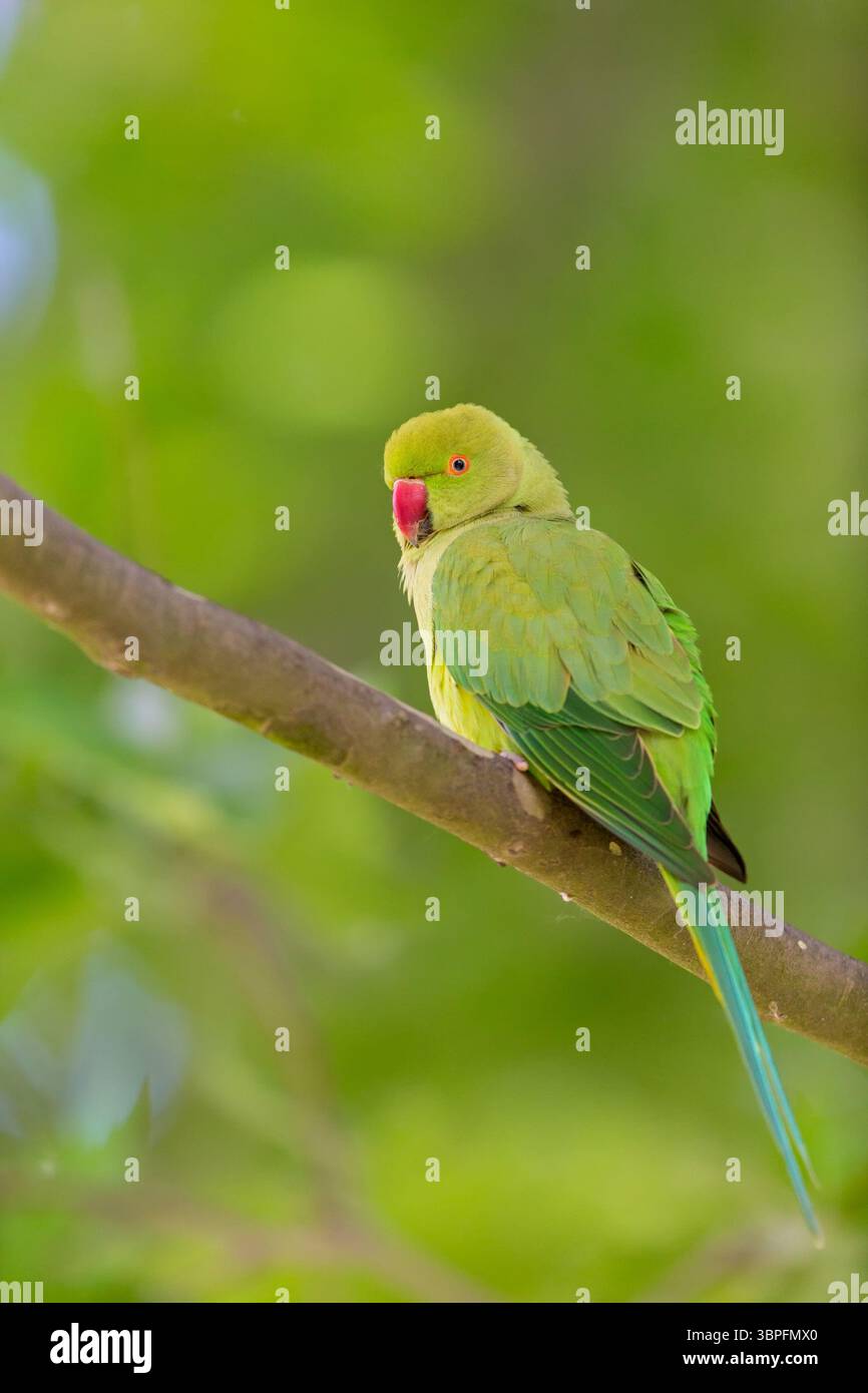 Ring-necked Parakeet, Lesser Alexandrine Parakeet, Psittacula krameri ...