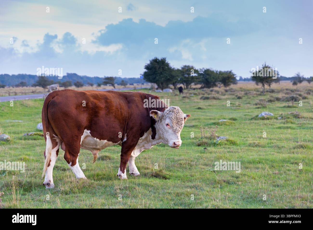 Brown domestic cattle, cow, Bos primigenius taurus, animals, mammals ...