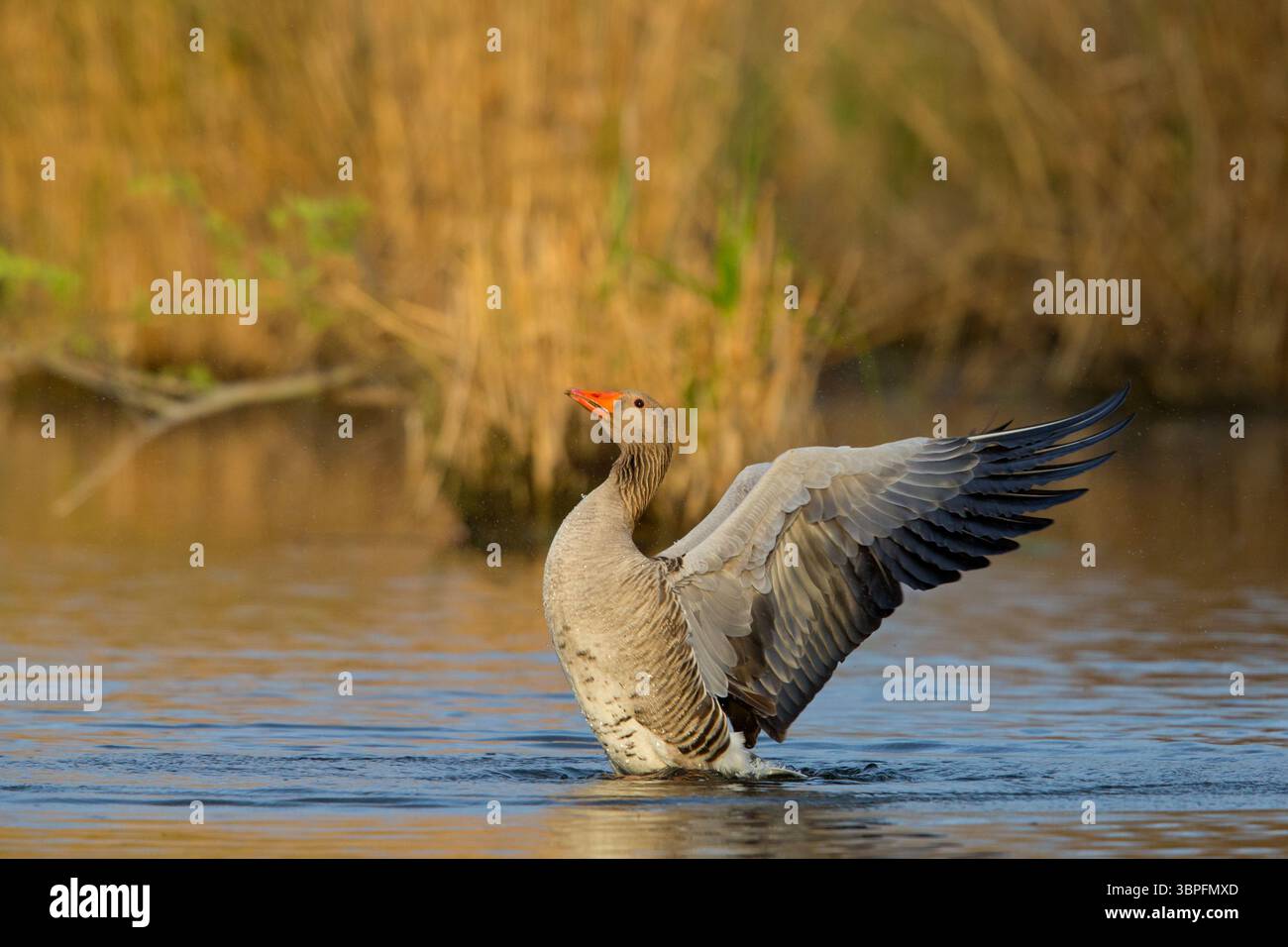 Greylag goose, Anser anser, animals, birds, goose, geese, field geese ...