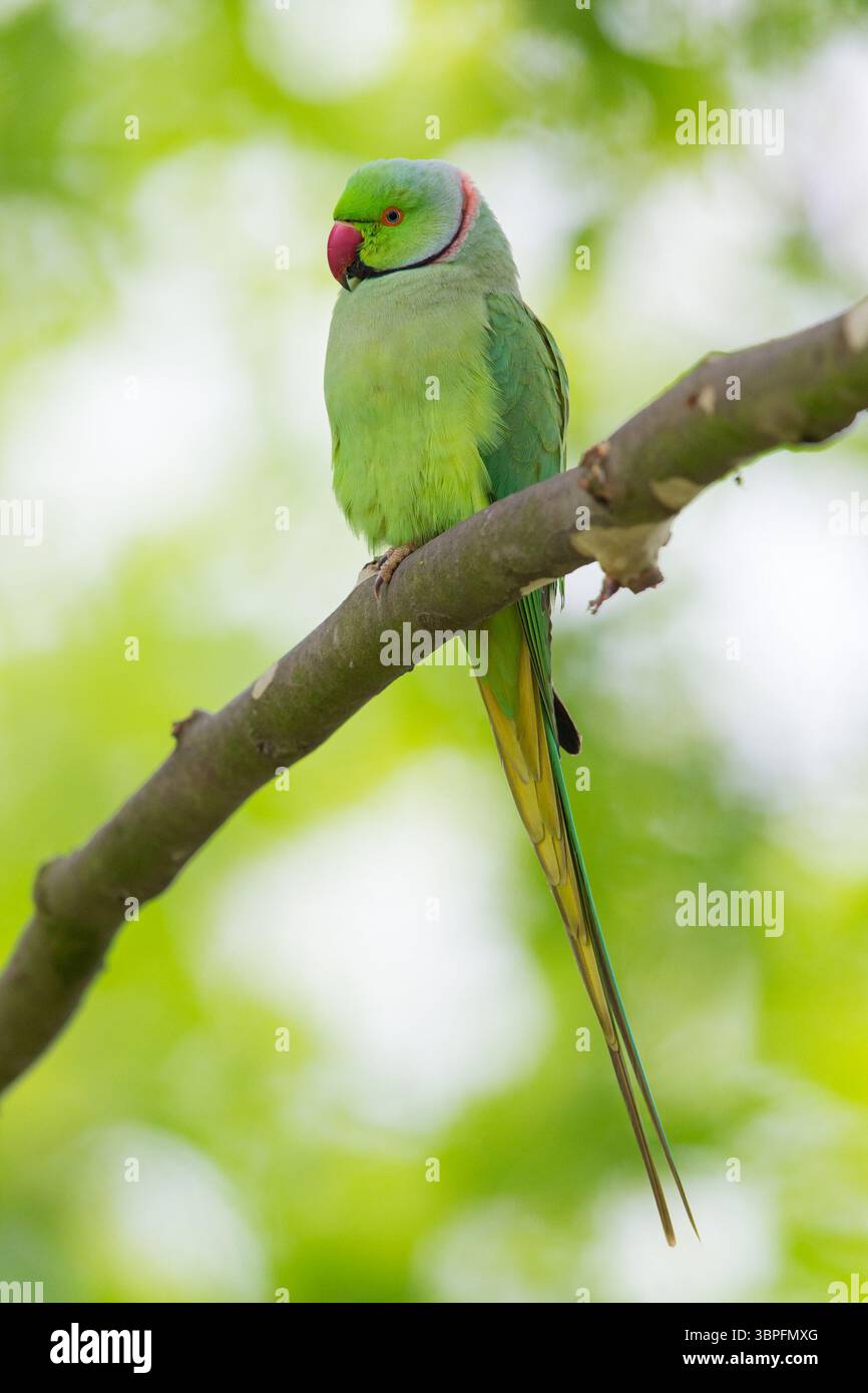 Ring-necked Parakeet, Lesser Alexandrine Parakeet, Psittacula krameri ...