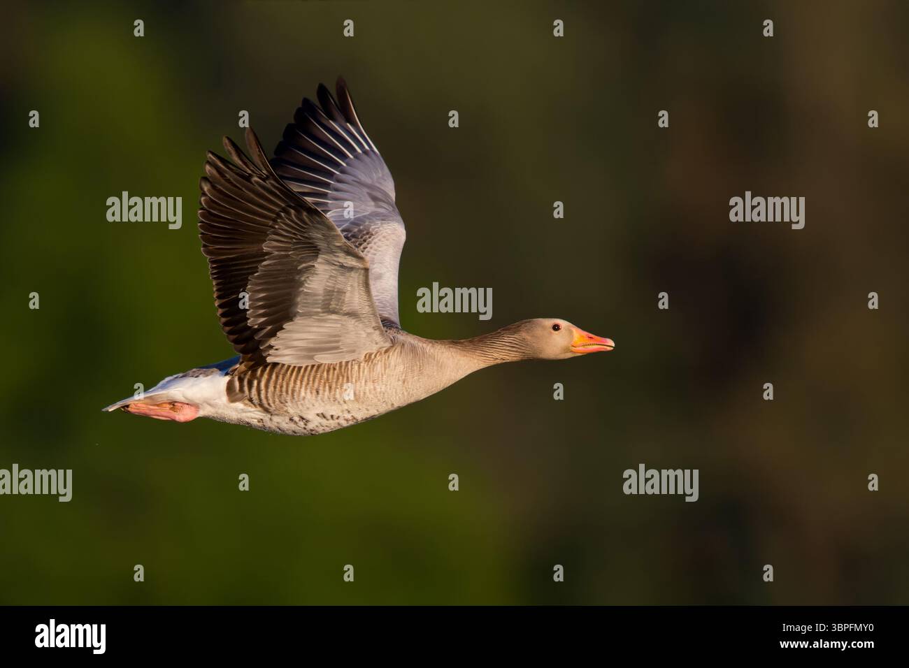 Greylag goose, Anser anser, animals, birds, goose, geese, field geese ...