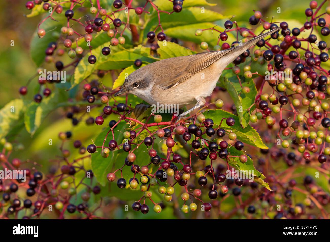 Lesser Whitethroat, Wren, Sylvia curruca, animals, birds, warbler ...