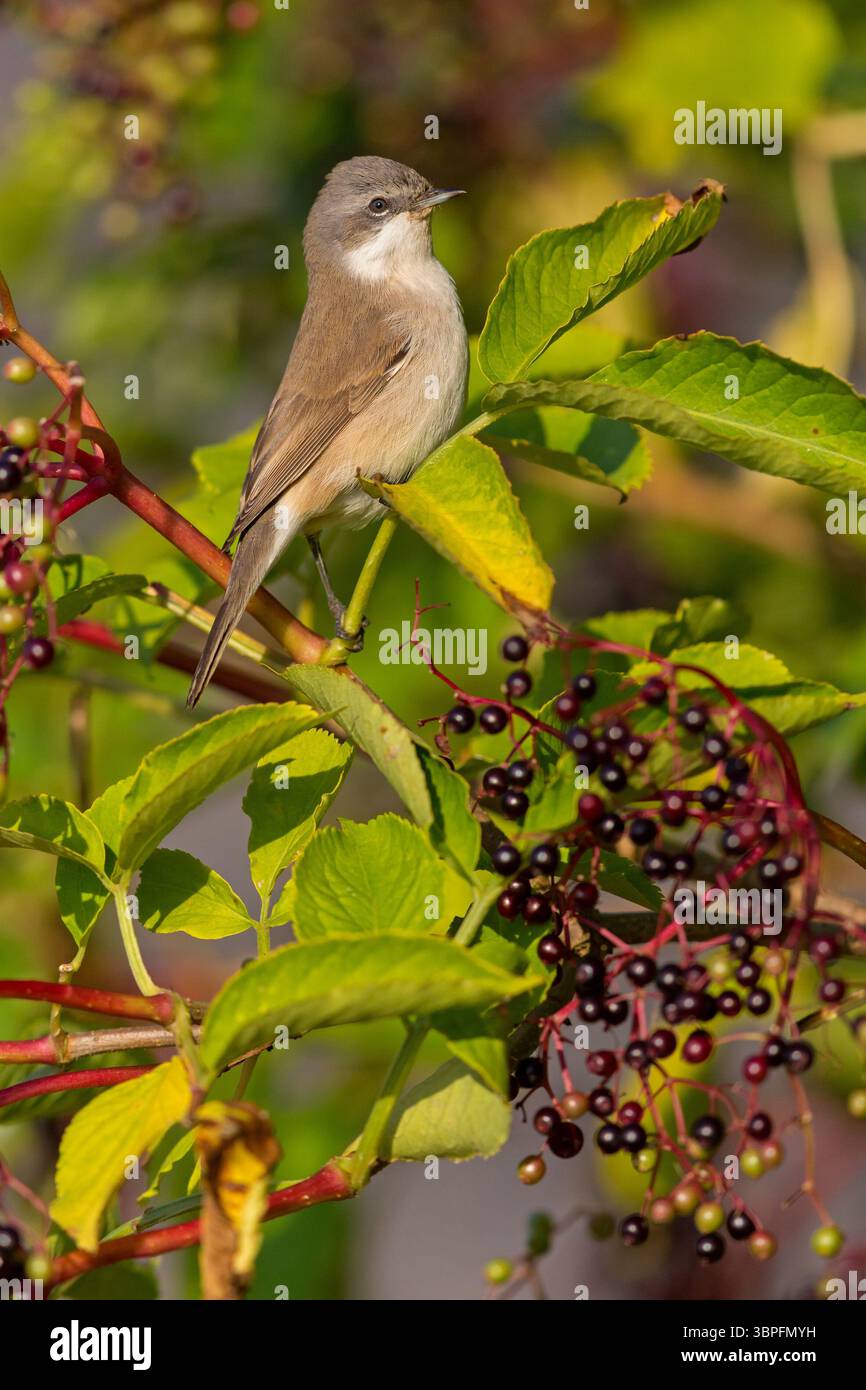 Lesser Whitethroat, Wren, Sylvia curruca, animals, birds, warbler ...