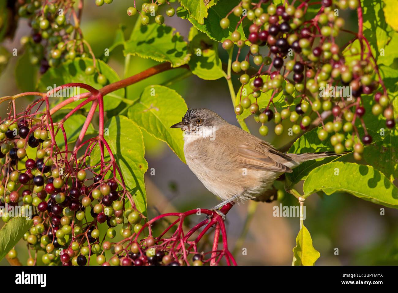 Lesser Whitethroat, Wren, Sylvia curruca, animals, birds, warbler ...