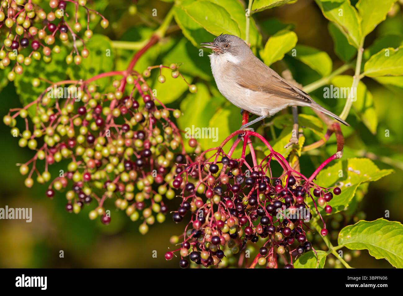Lesser Whitethroat, Wren, Sylvia curruca, animals, birds, warbler ...