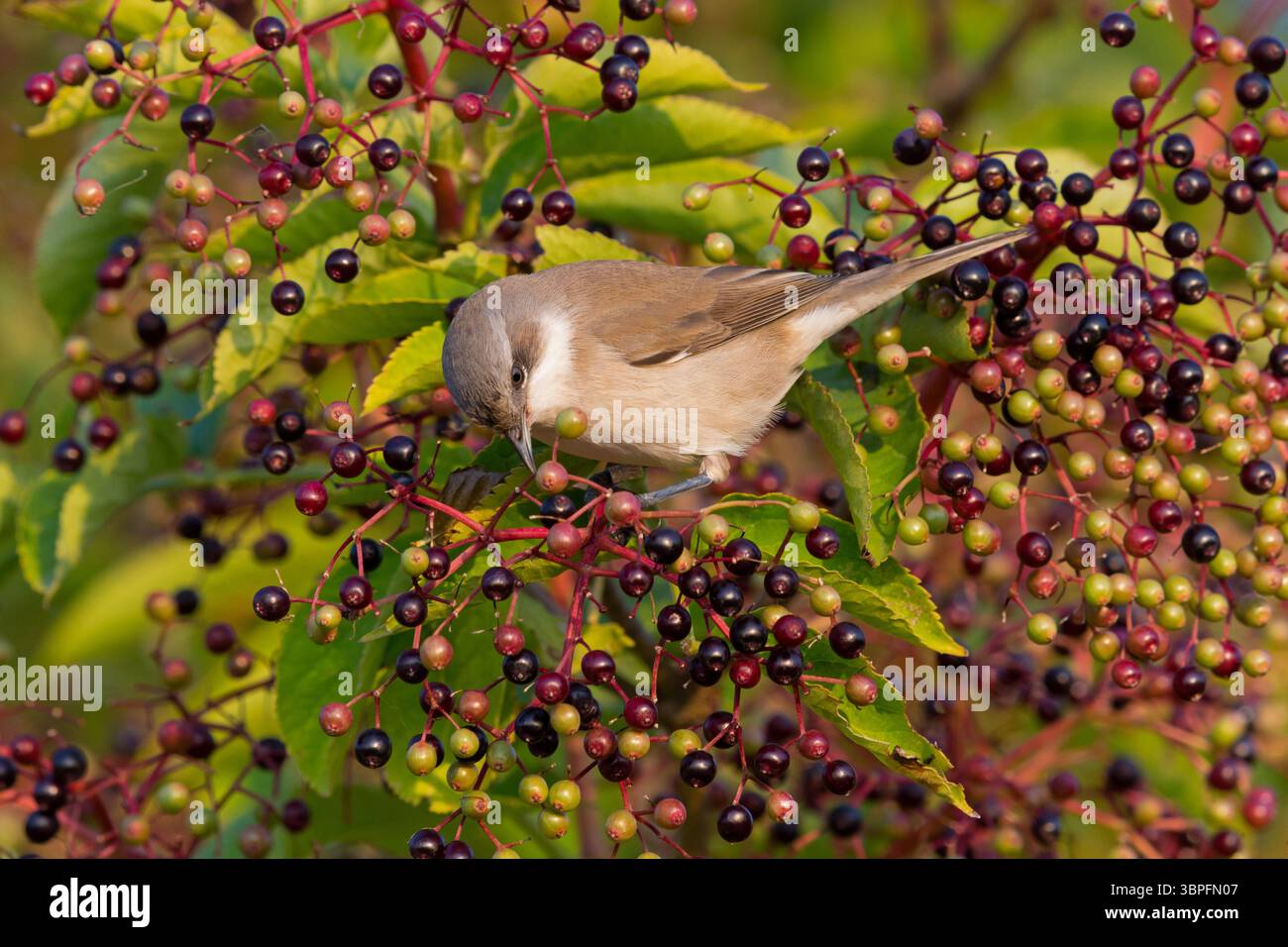 Lesser Whitethroat, Wren, Sylvia curruca, animals, birds, warbler ...