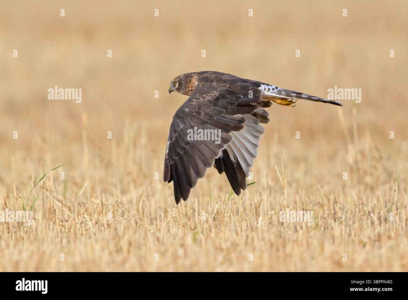 Steppe Harrier, Circus macrourus, Aguilucho Papialbo, animals, buzzard ...
