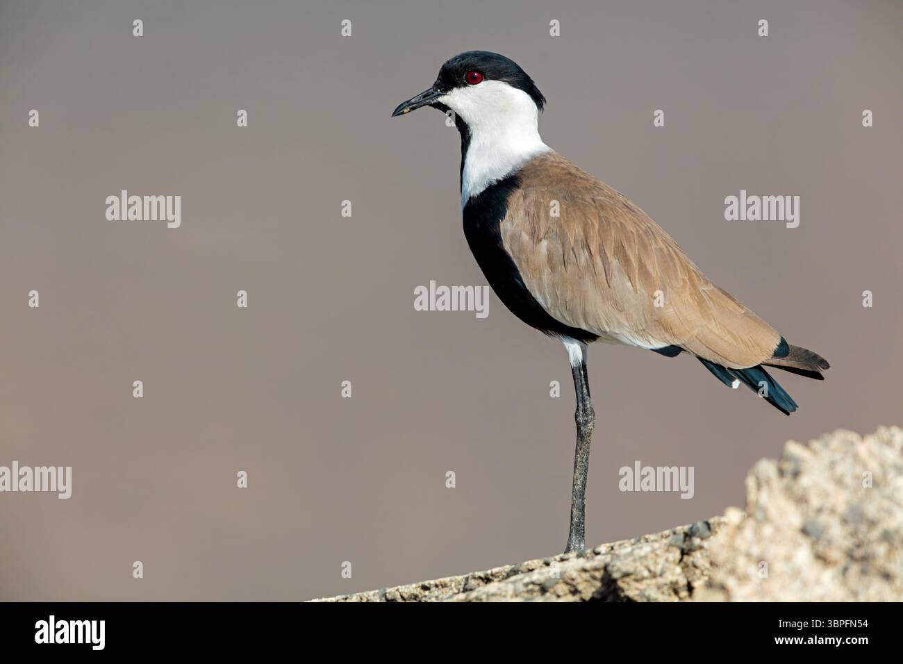 Spur-winged Lapwing, Lapwing, animals, birds, Hoplopterus spinosus ...
