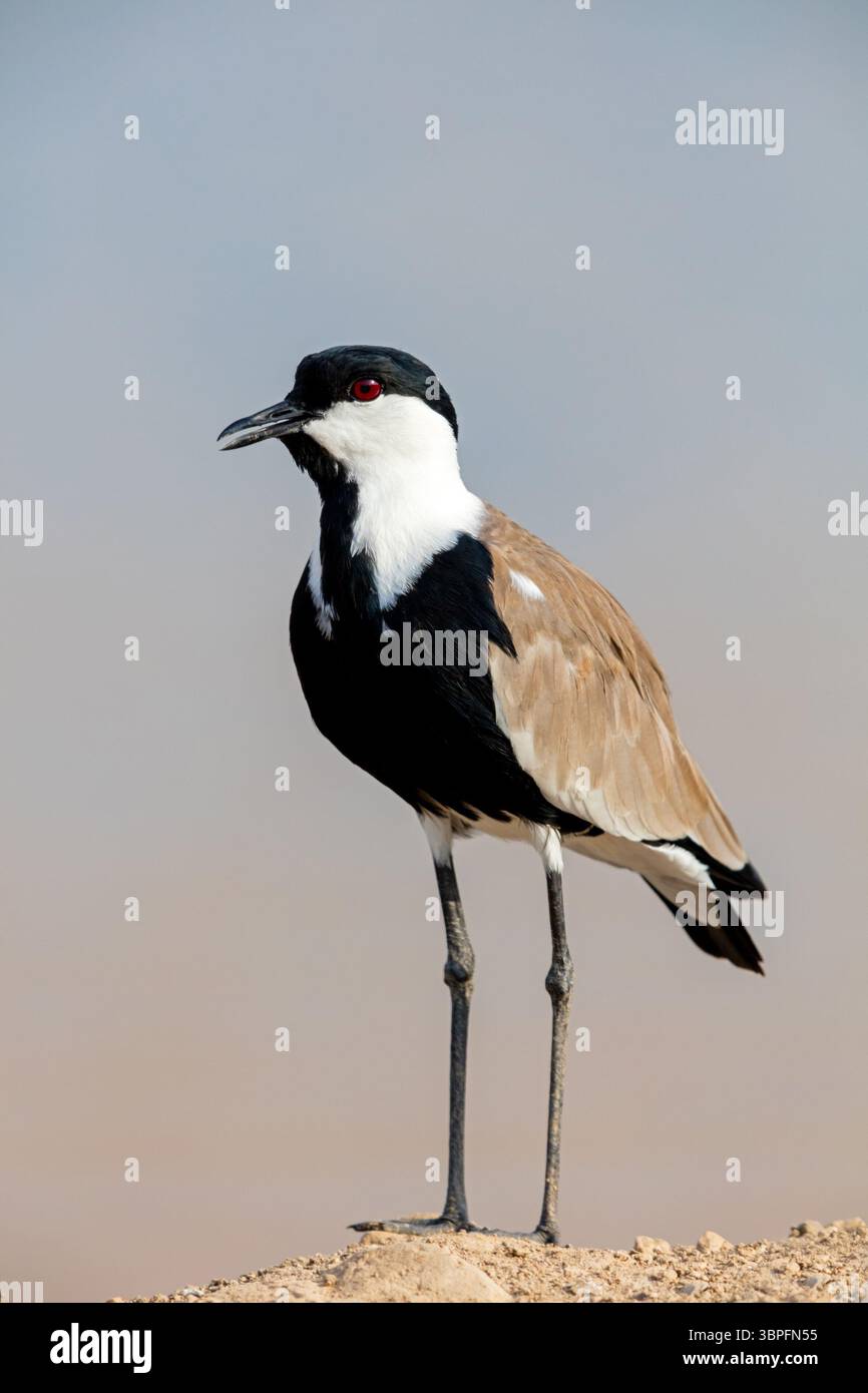 Spur-winged Lapwing, Lapwing, animals, birds, Hoplopterus spinosus ...