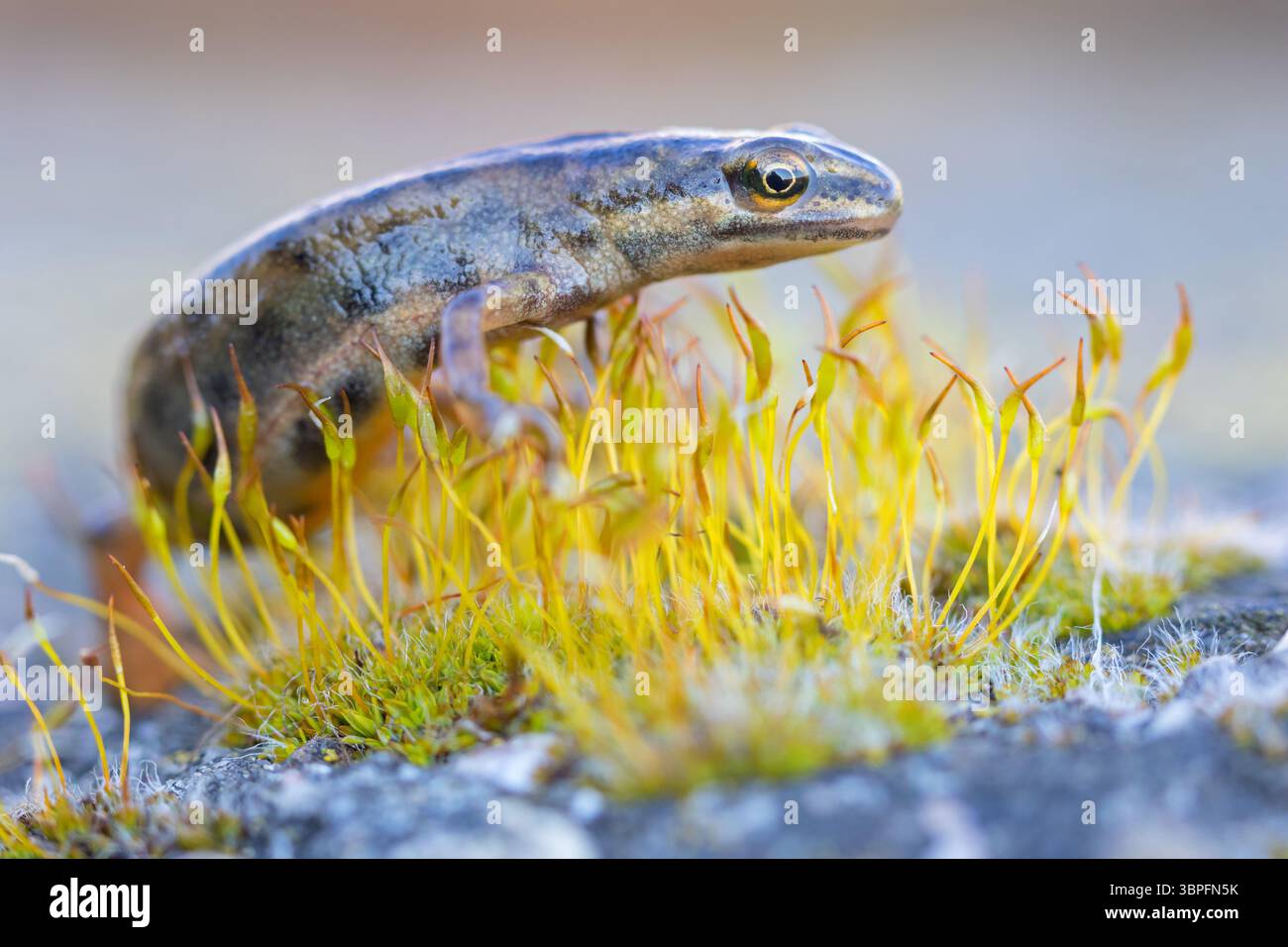 Smooth newt, Lissotriton vulgaris, Triturus vulgaris, animals ...