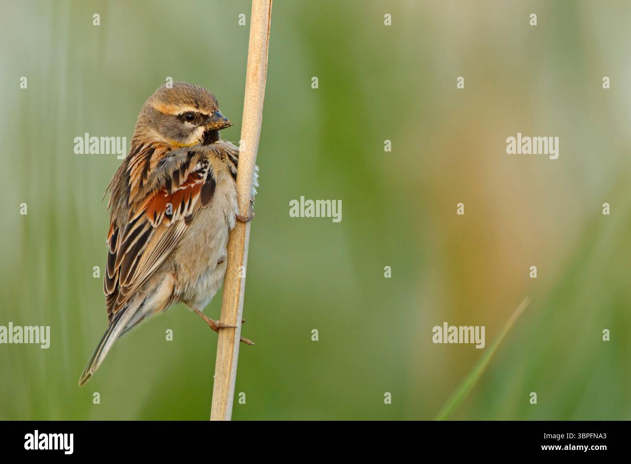 Moab Sparrow, Passer moabiticus, animals, birds, songbird, sparrow ...