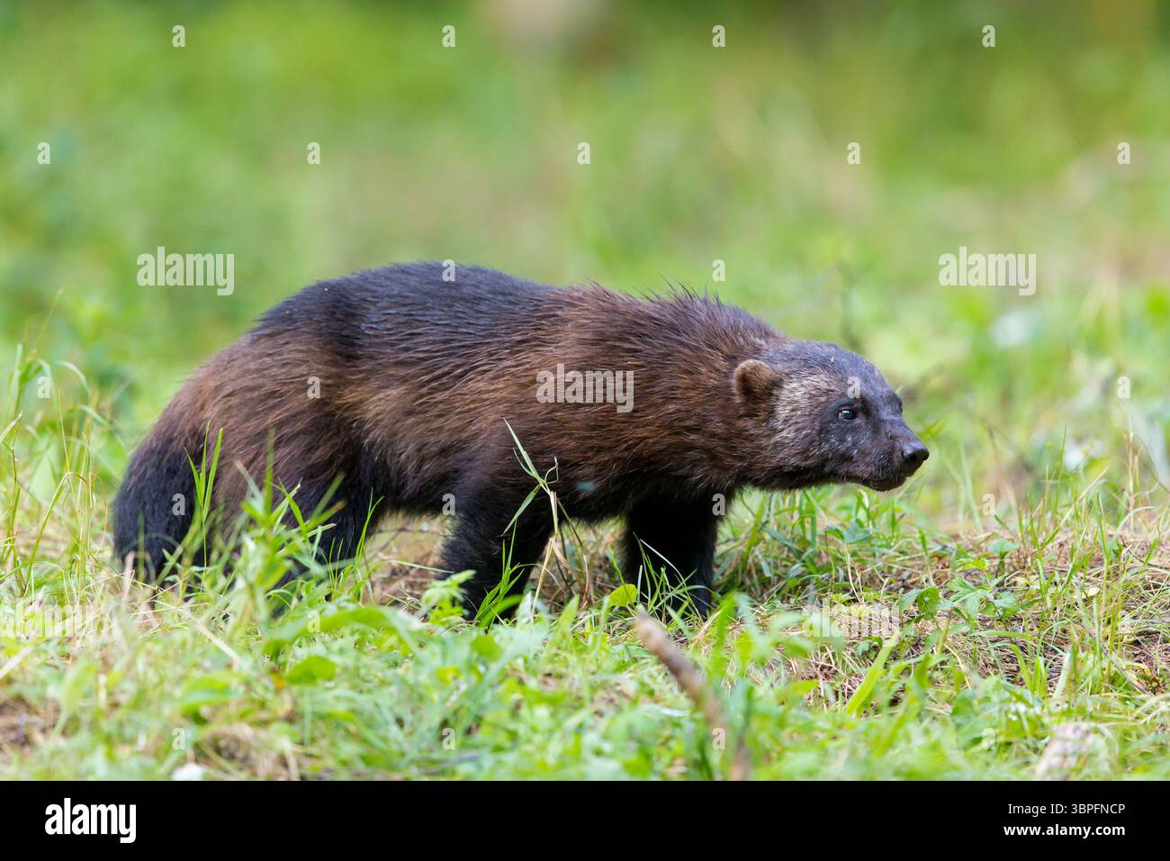 Wolverine, Gulo gulo, animals, mammals, biotope, habitat, foraging ...