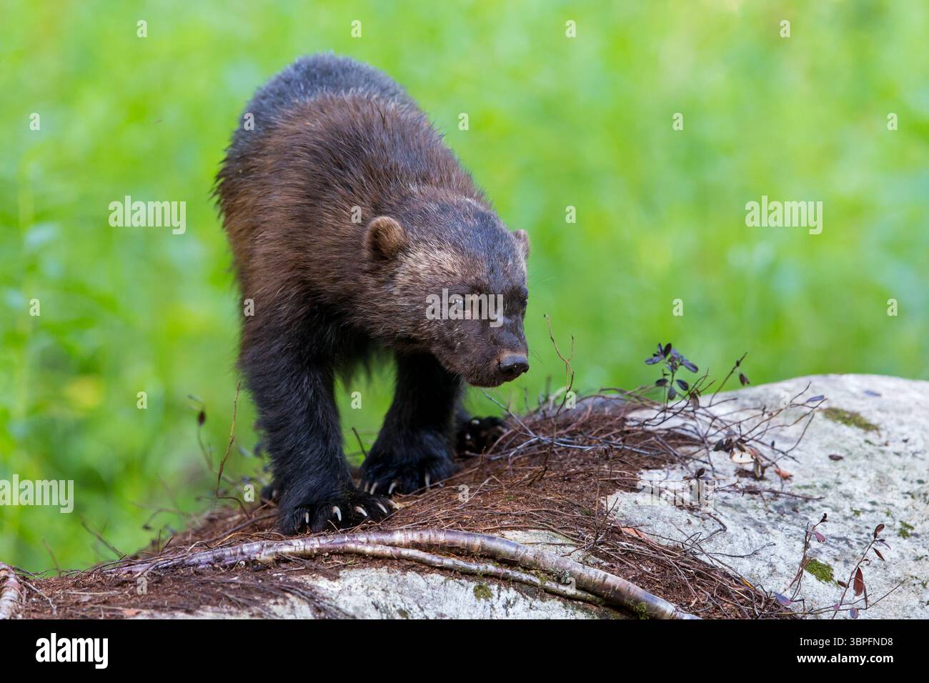 Wolverine, Gulo gulo, animals, mammals, biotope, habitat, foraging ...