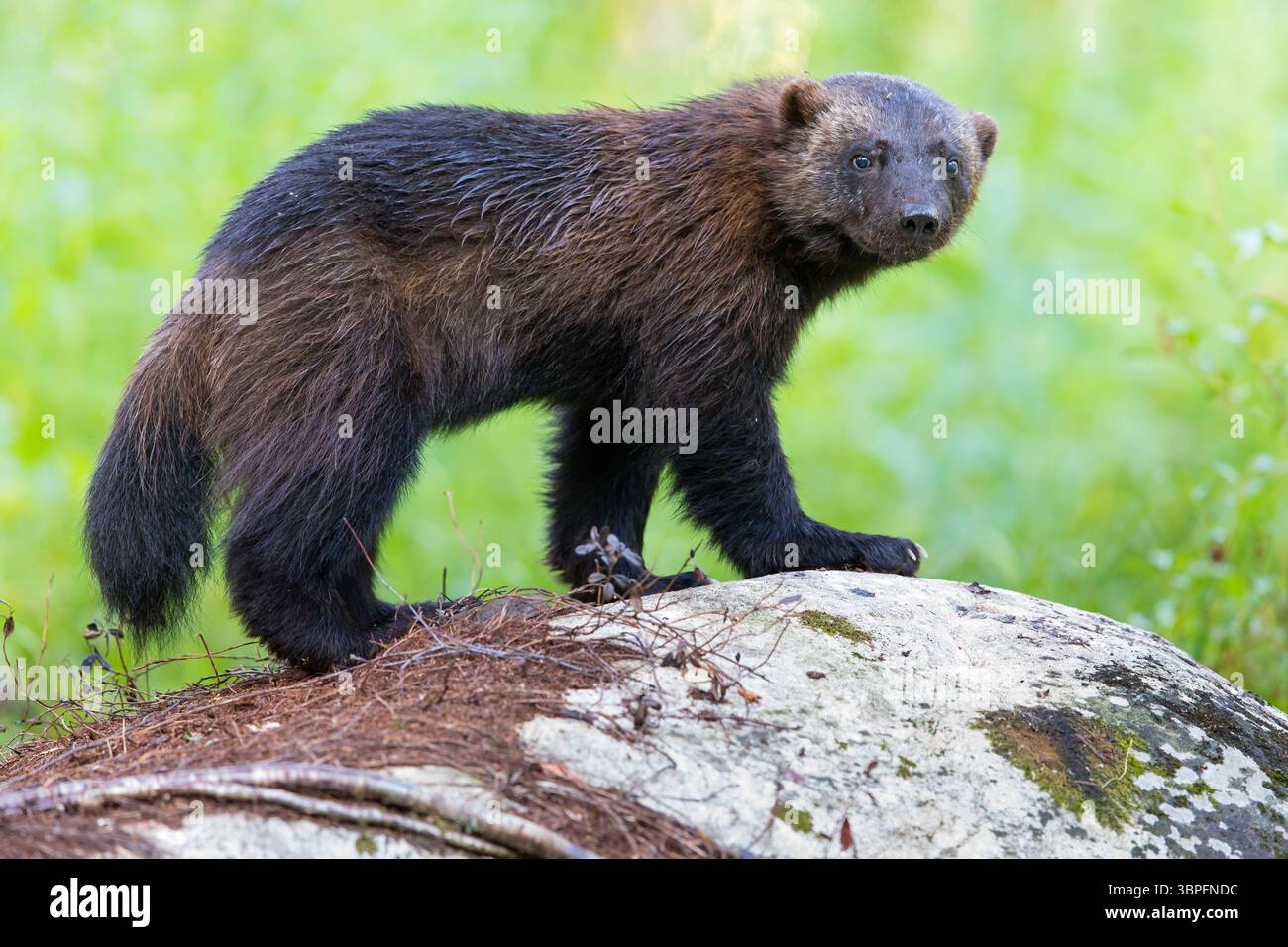 Wolverine, Gulo gulo, animals, mammals, biotope, habitat, foraging ...