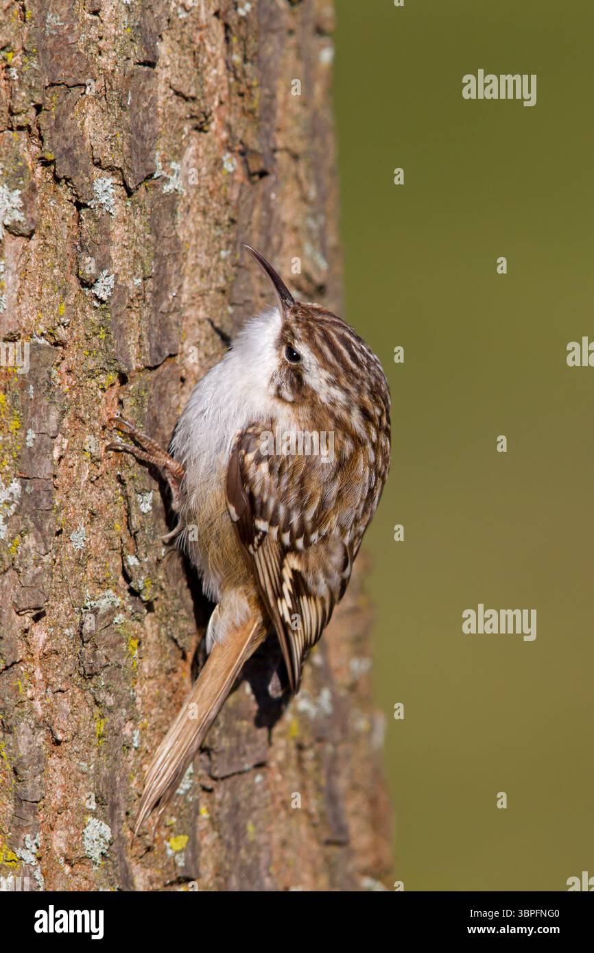 Short-toed Treecreeper, Certhia brachydactyla, animals, birds, breeding ...