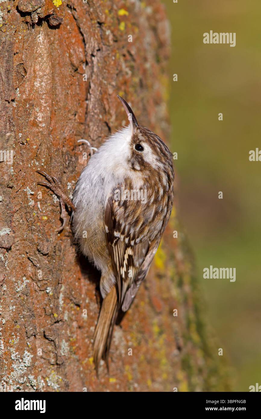 Short-toed Treecreeper, Certhia brachydactyla, animals, birds, breeding ...